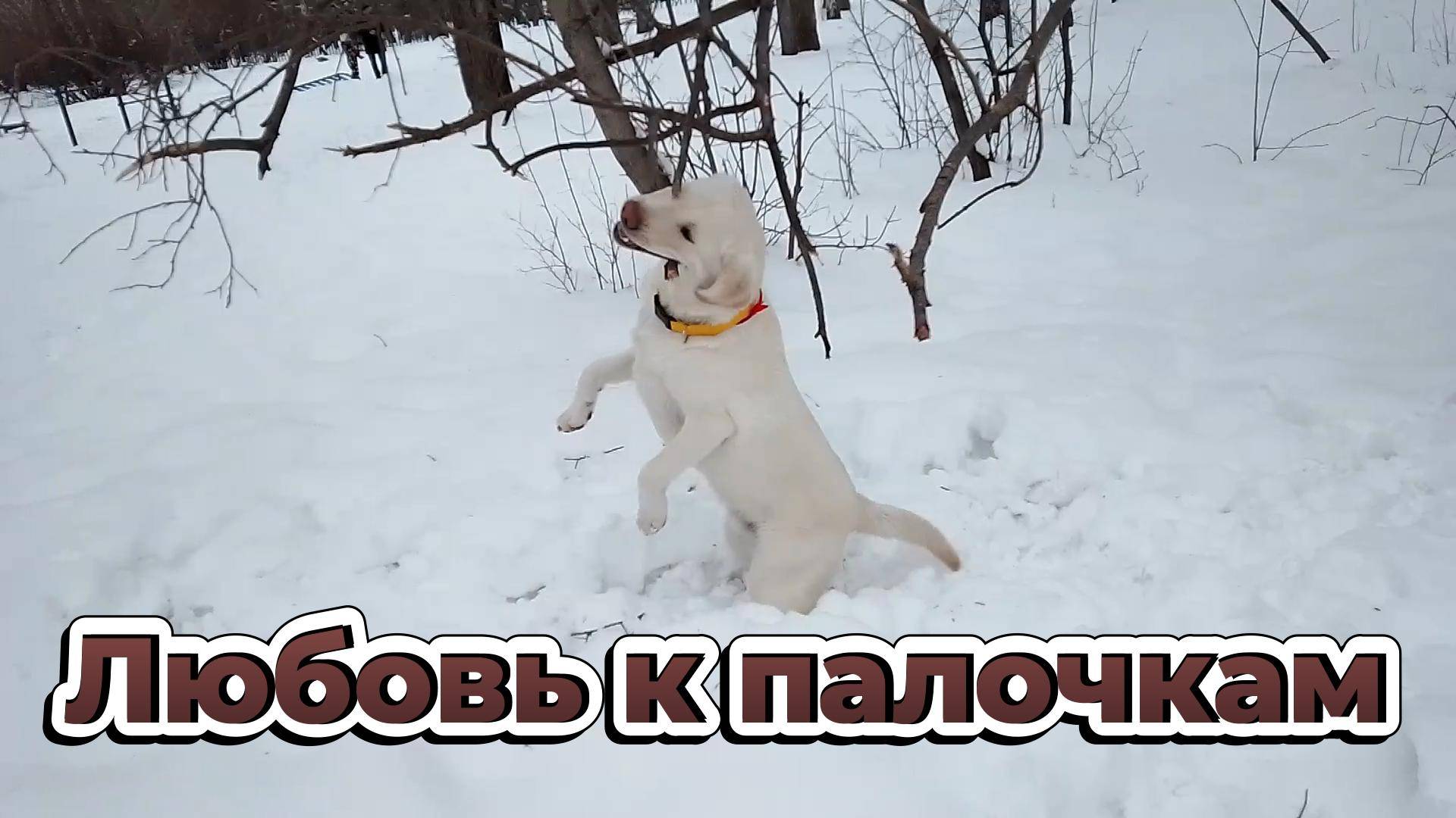 Любовь к палочкам