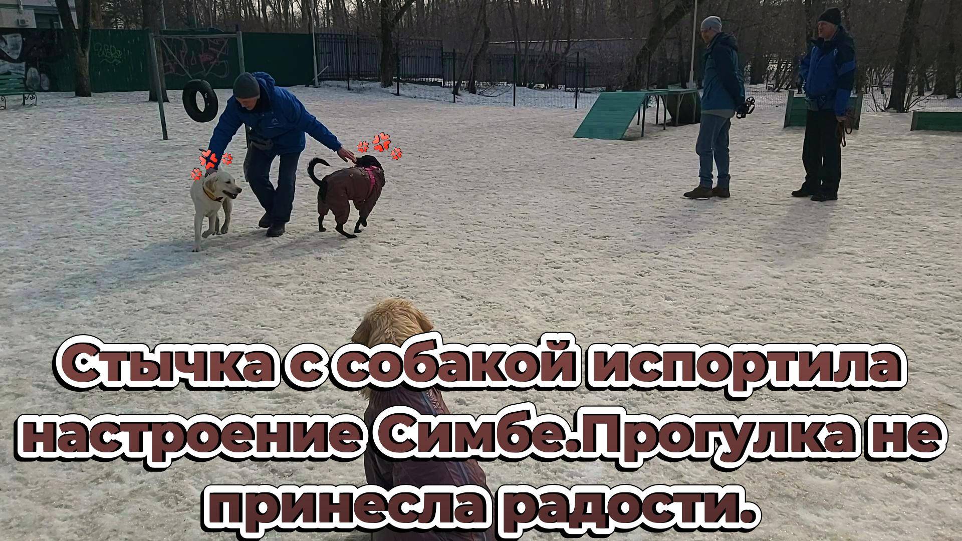 Стычка с собакой испортила настроение Симбе.Прогулка не принесла радости.