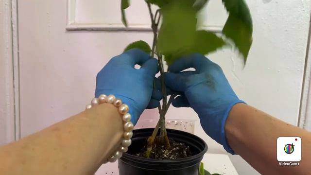 ГИБИСКУС - плетём КОСИЧКУ!!! ЭКСПЕРИМЕНТ!!!🌺🌺🌺