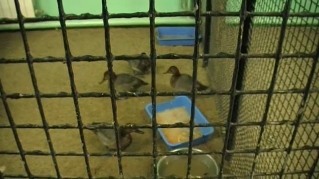 Утка, утиная обедня