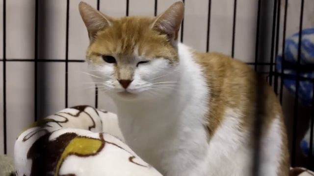 Нерассказанные истории