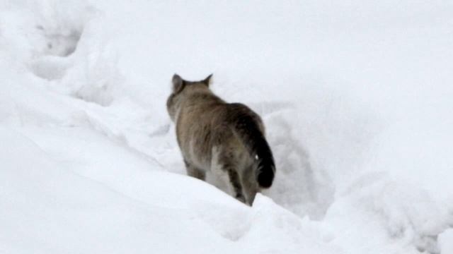 Сон, медитация, релаксация. Успокаивающее мурчанье кота.