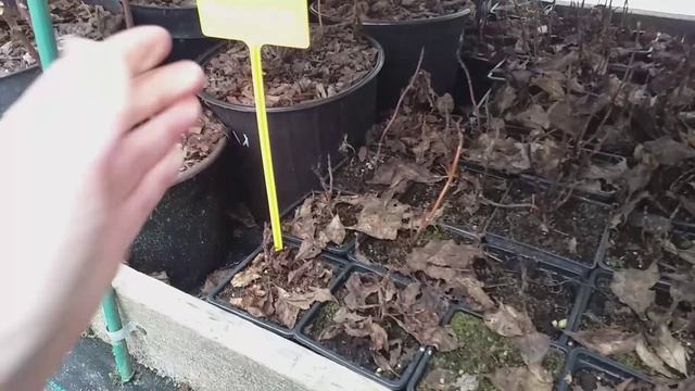 КРУПНОЛИСТНЫЕ ГОРТЕНЗИИ, результат зимовки, предварительный обзор. Хорошо!