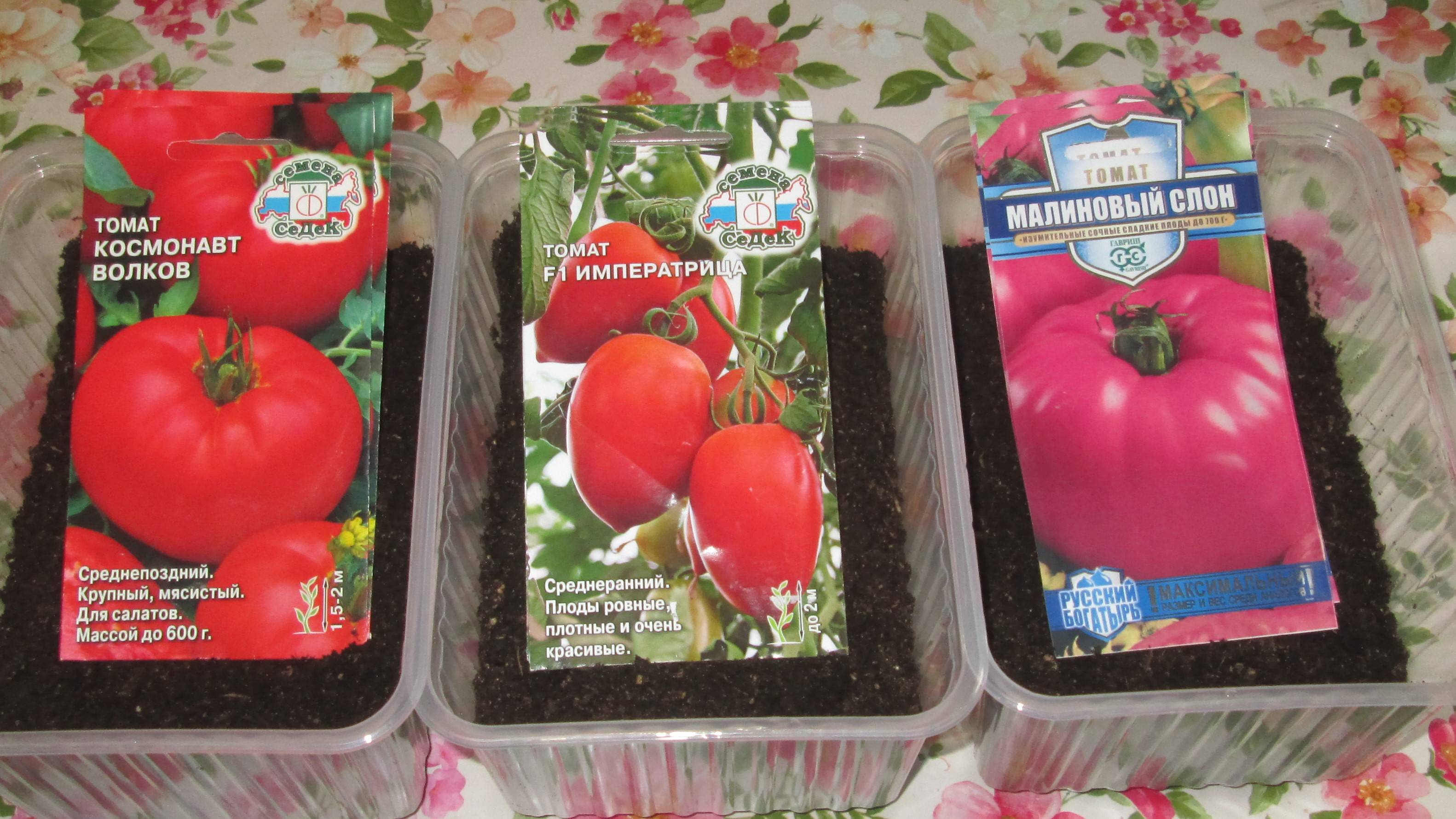 Посев томатов