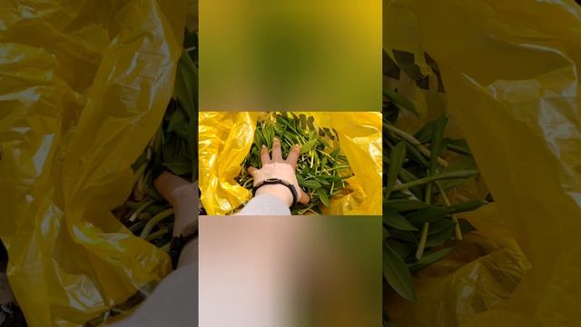 Поездка за черемшой