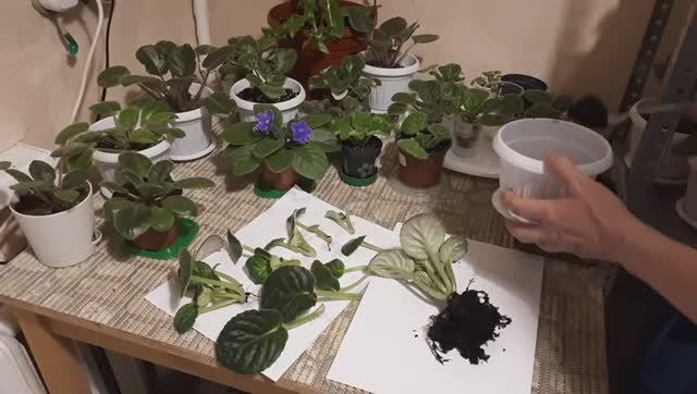 Как рассадить разросшуюся фиалку?