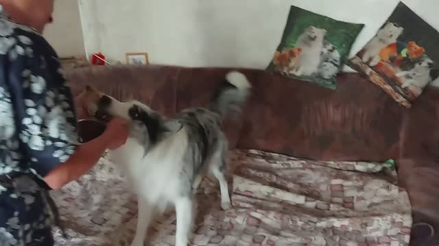 До/После. Собака плохо отпускает