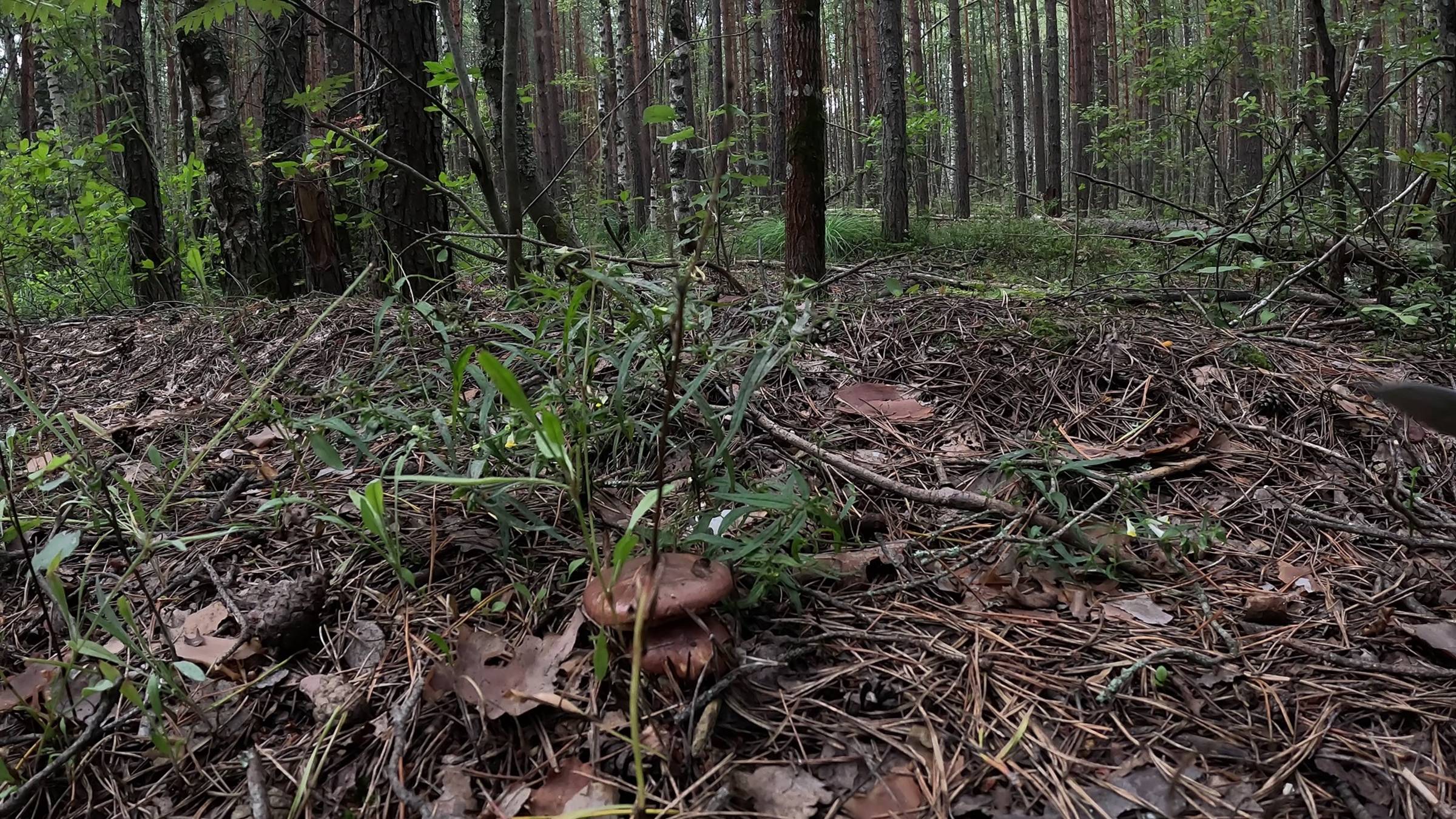 Как я нашел маслята в лесу: мой опыт успешного сбора грибов 🌲