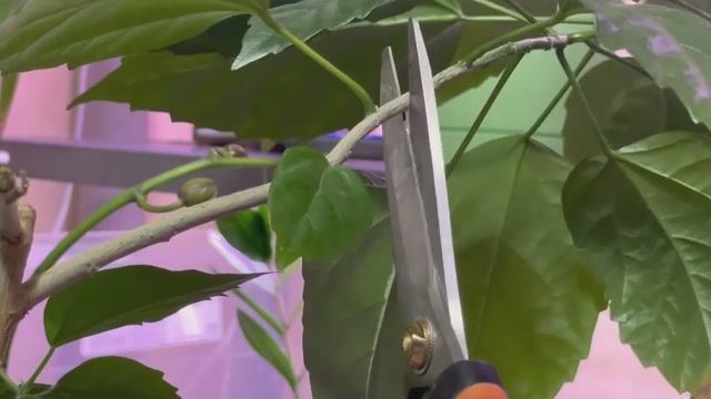 ГИБИСКУС!🌺 ЗИМА! ОБРЕЗАЕМ РАДИКАЛЬНО! 🌺Когда ОБРЕЗАТЬ Желтые Листья!🌺