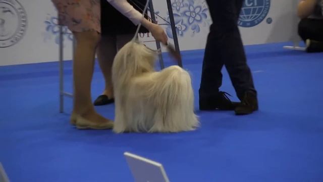WDS Moscow 2016 Lhasa Apso