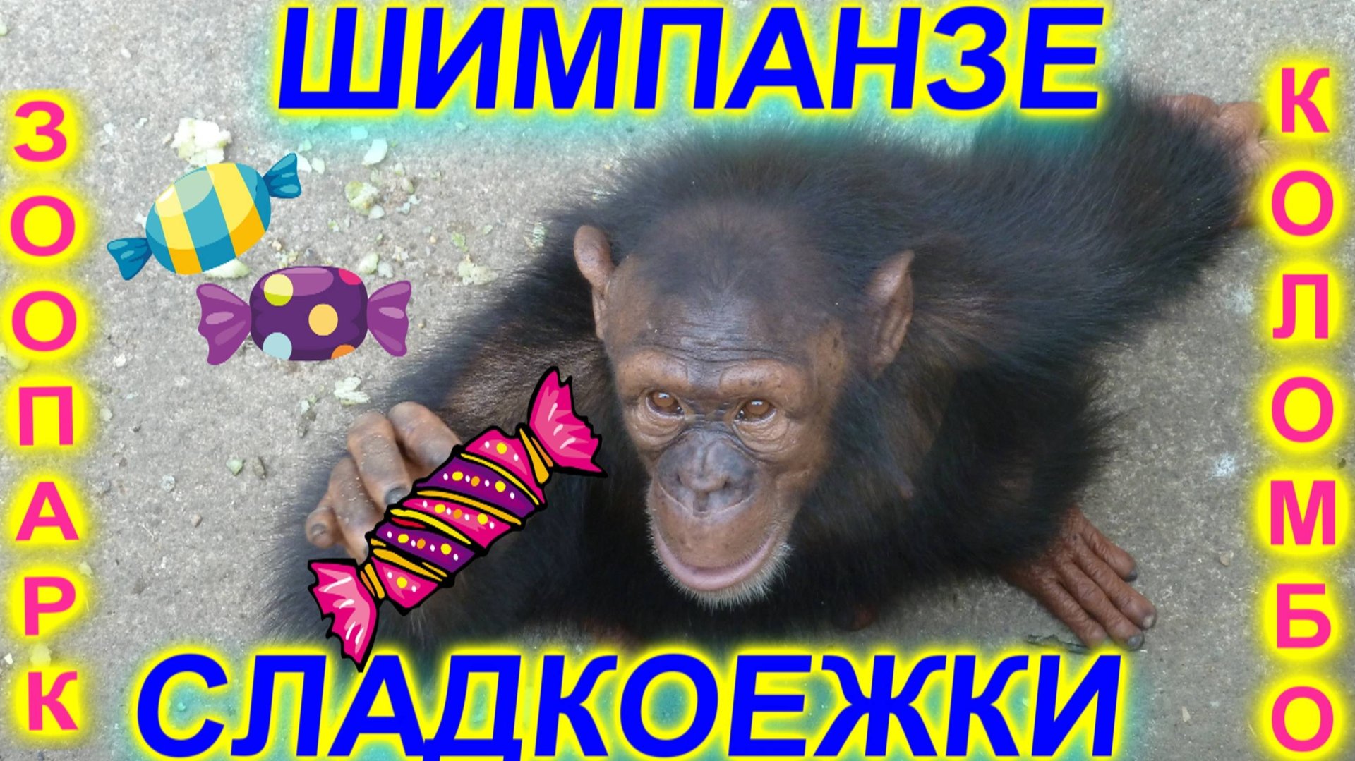 🔴Коломбо🔴Зоопарк в котором ты попадаешь в мир дикой природы🔴Шри ланка🔴Dehiwala🔴Zoo🔴Colombo🔴