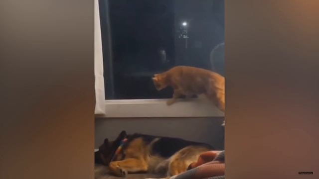 Пушистые смешавки.13