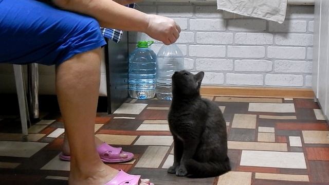 Кошка Мыфка попрошайка