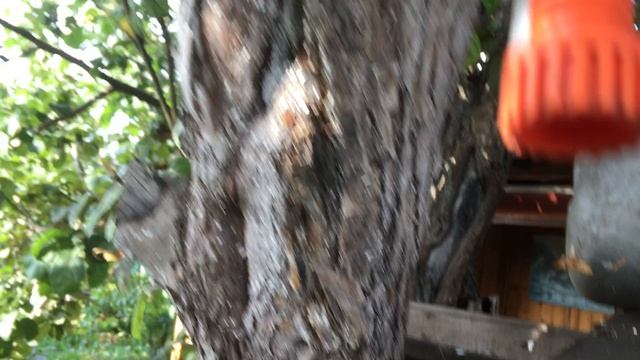 Маленький огуречник своими руками...