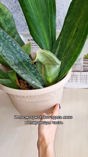 #САНСЕВИЕРИЯ Масониана пытается порвать горшок🌿 #цветы #растения #тещинязык #азия #вариегатный