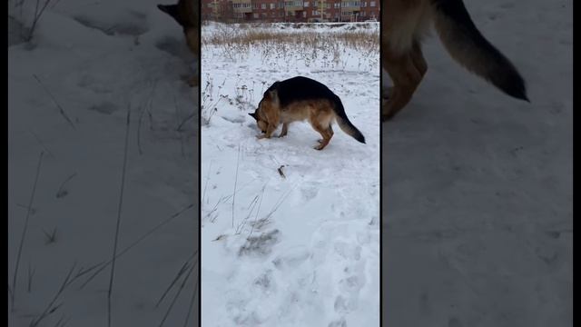 Утренняя прогулка с Амуром.