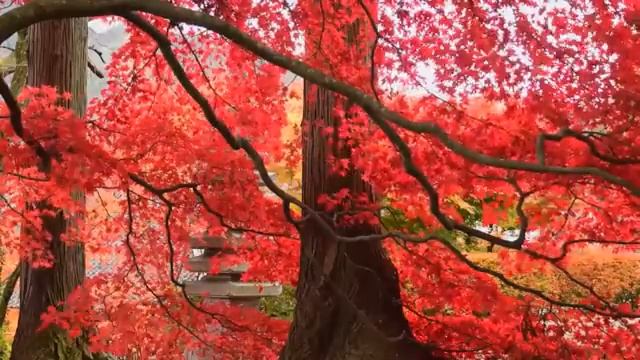 Музыка для сна, успокаивающая музыка