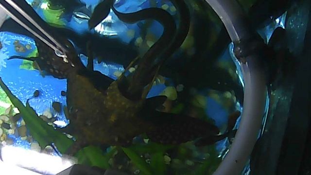 Бессмертные