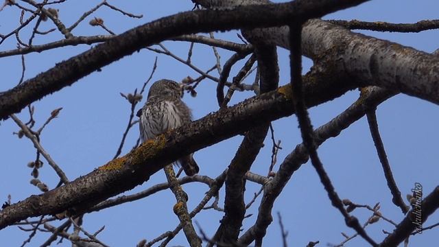 ВОРОБЬИНЫЙ СЫЧИК весеннее пение.