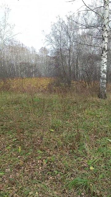 Краски осеннего леса