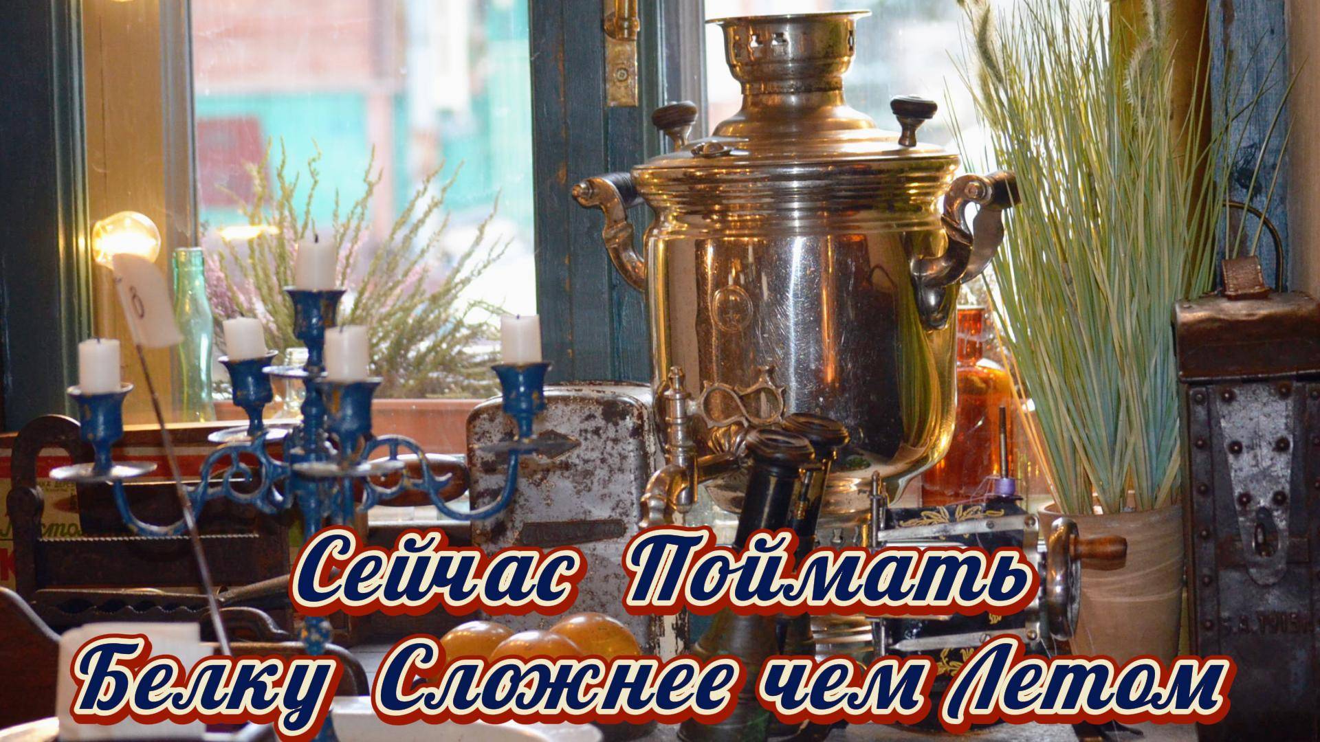 СЕЙЧАС ПОЙМАТЬ БЕЛОЧКУ СЛОЖНЕЕ ЧЕМ ЛЕТОМ #2025 #белка #фотография #видео#птицы #гопро#обзоры#блогер