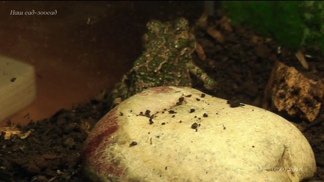 Зеленая жаба Охота на дождевого червя