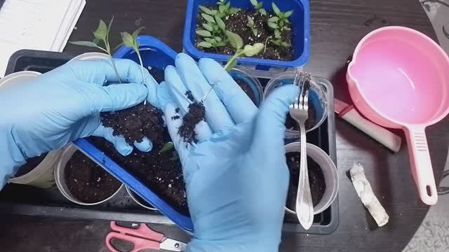 Пикировка бывает разная!