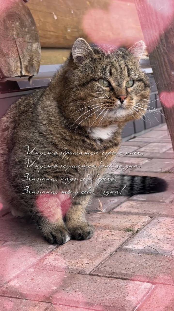 Аудио. Златенция Золотова "Запомни, надо себя беречь..." Стихи читает Татьяна Тумилевич и Барсик.