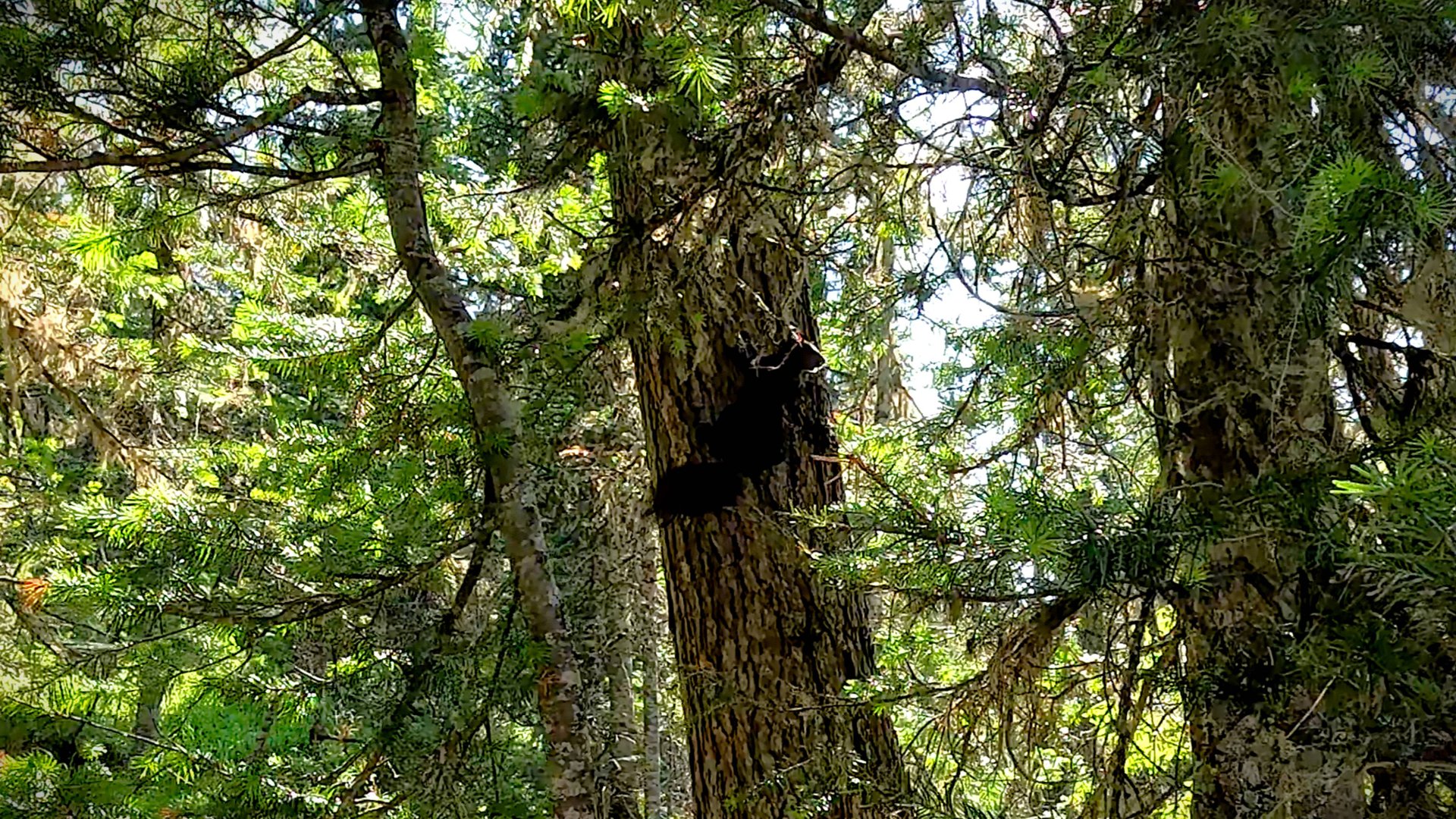 Недовольная неуловимая таёжная белка. Горная тайга. Ергаки.
Съемка GOPRO HERO 12 Black