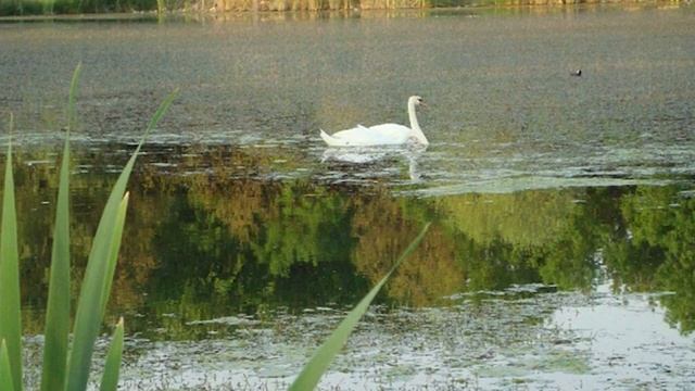Вячеслав Никадимус в эфире передачи «Национальный вопрос и — ответ»