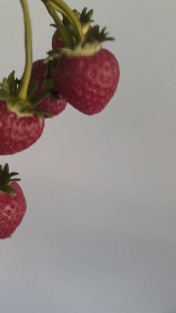 Клубника из холодного фарфора, мои работы (Мурзилкина Ольга ).mp4