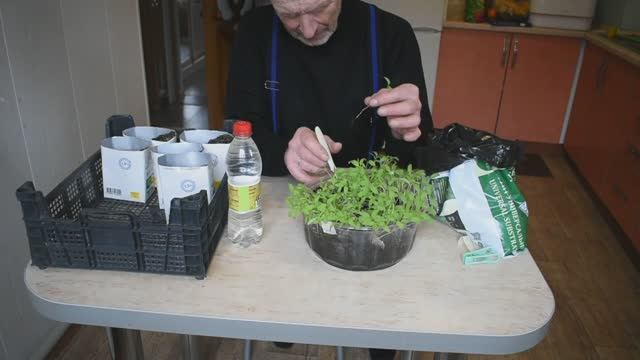 Пикирование "переросшей" рассады томатов "Бычье сердце"