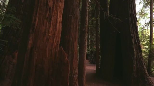 Прогулка по лесу | Естественная атмосфера | Звуки леса для учебы, работы и медитации - Ambient Music