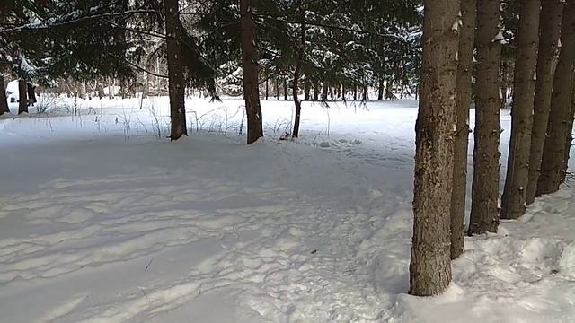 Белка ревизор проверяет кормушки для птиц