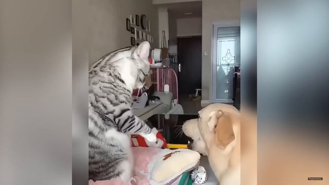 Пушистые смешавки.14