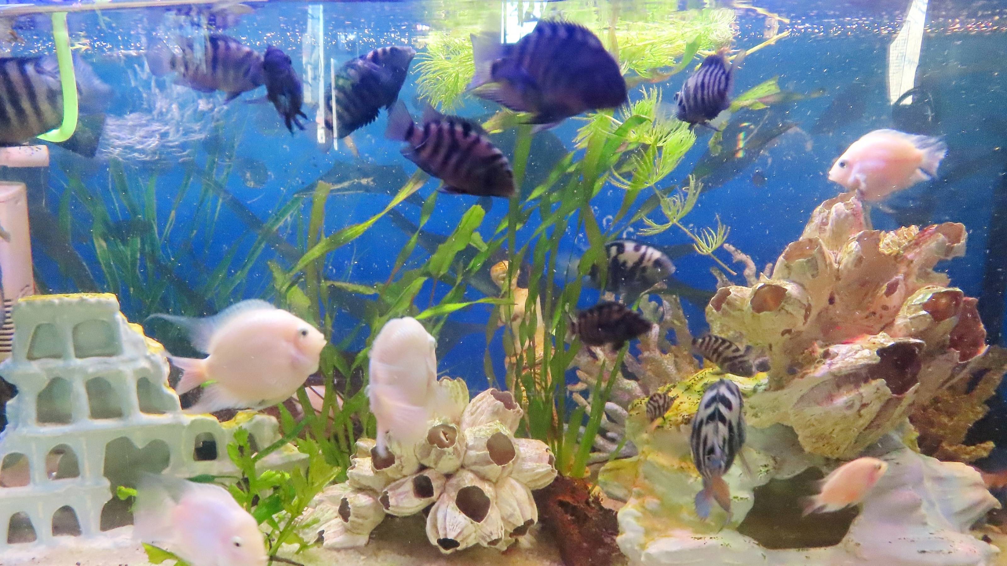 В соседнем #аквариуме АГРЕССИВНЫЕ #цихлиды ПАРА охраняет #мальков - ВРЕМЕННО переселила #ПОПУГАЕВ