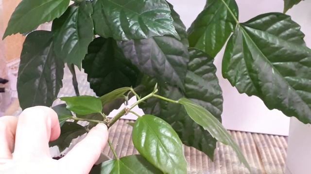 ГИБИСКУС🍀 Как ОБРЕЗАТЬ_🌹Готовим Розу к ЦВЕТЕНИЮ!🌹