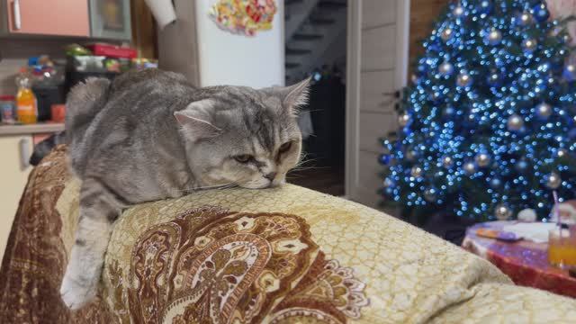 2092 ГОТОВИМ с СЕРЁЖЕЙ ОБЕД\САЖАЮ ТРАВУ для КОШКИ\СТРАННЫЙ НАБОР влог