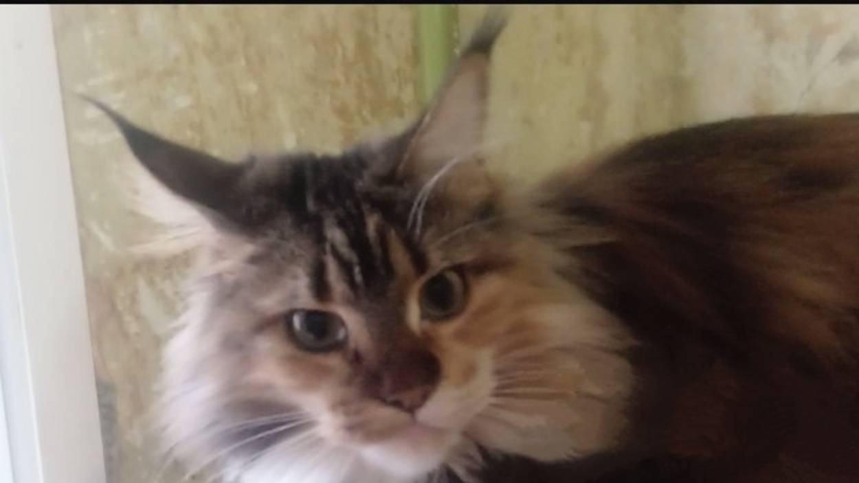 Нападение мейн-куна /погода в Воронеже