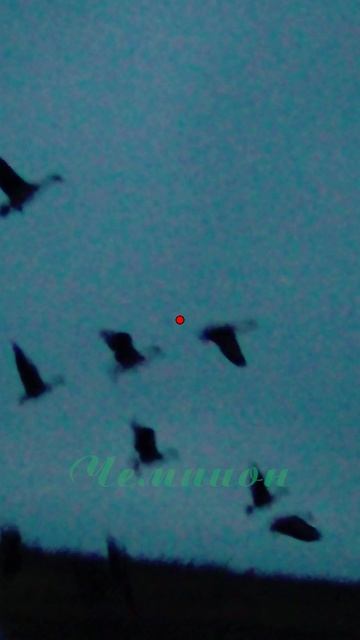 Два гуся с одного выстрела , шикарный налёт