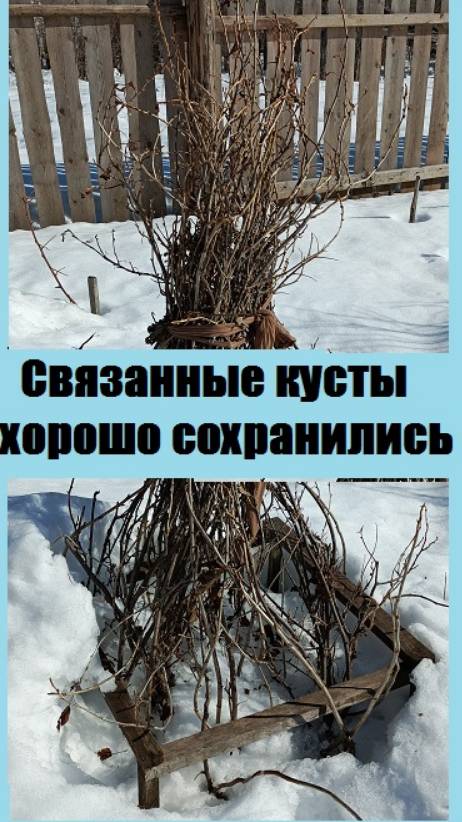 Кусты смородины обязательно надо связывать