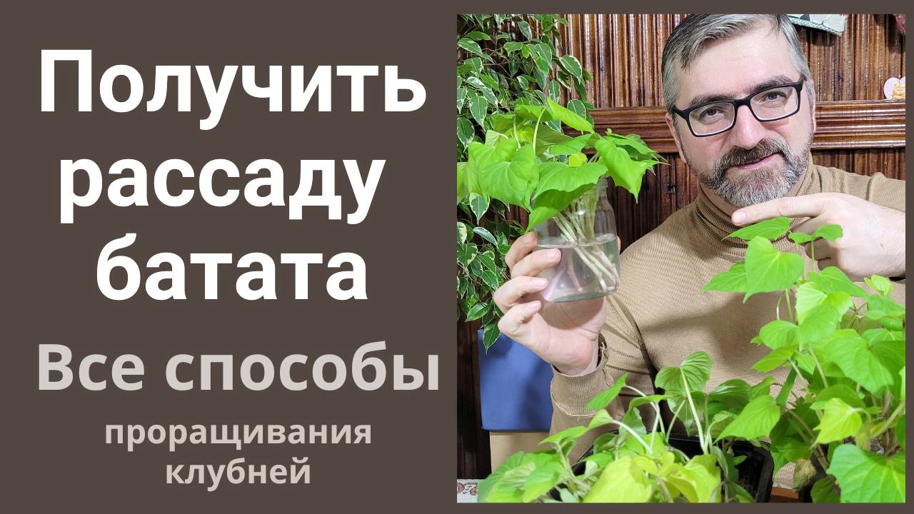 Как получить рассаду батата. Все способы проращивания клубня батата. Батат выращивание