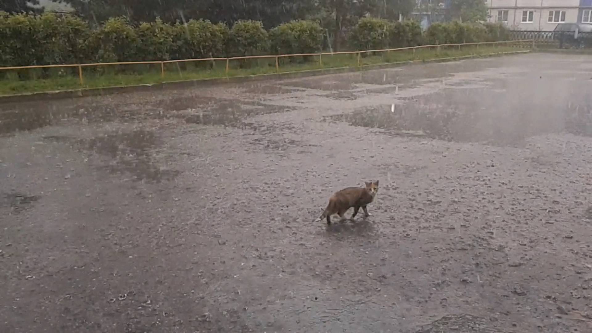 Летний дождь в городе Вязники 04.08.2014