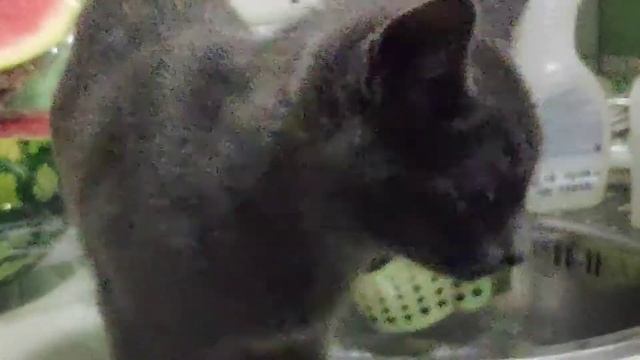 эти забавные животные: кот пьёт воду из крана