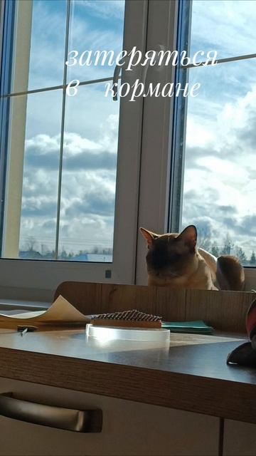 Любимый котик # бурма #😺❤☁