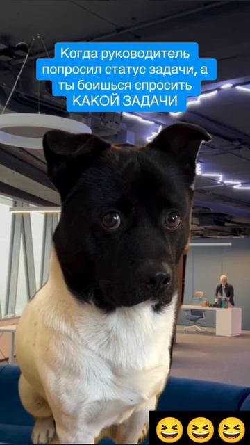 #2024 #funnyimages #подписка #funnymemes #shortvideo #глаза #dogs #шеф