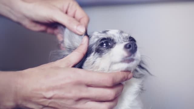 Собака болеет? Советы от Догмамы! 🐕💊