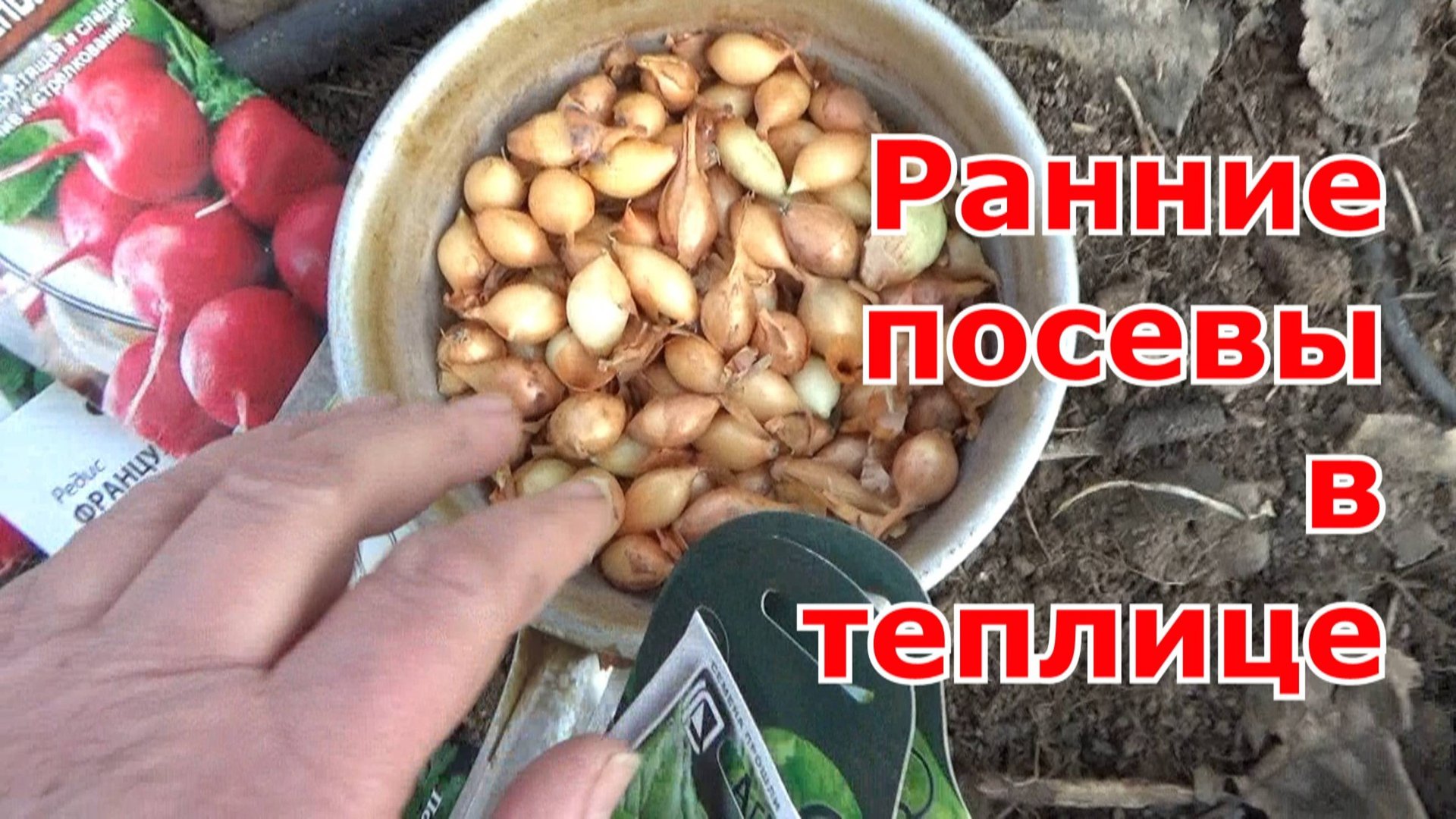 Ранние посадки в теплице. Что я сею в середине марта в теплицу в Подмосковье.