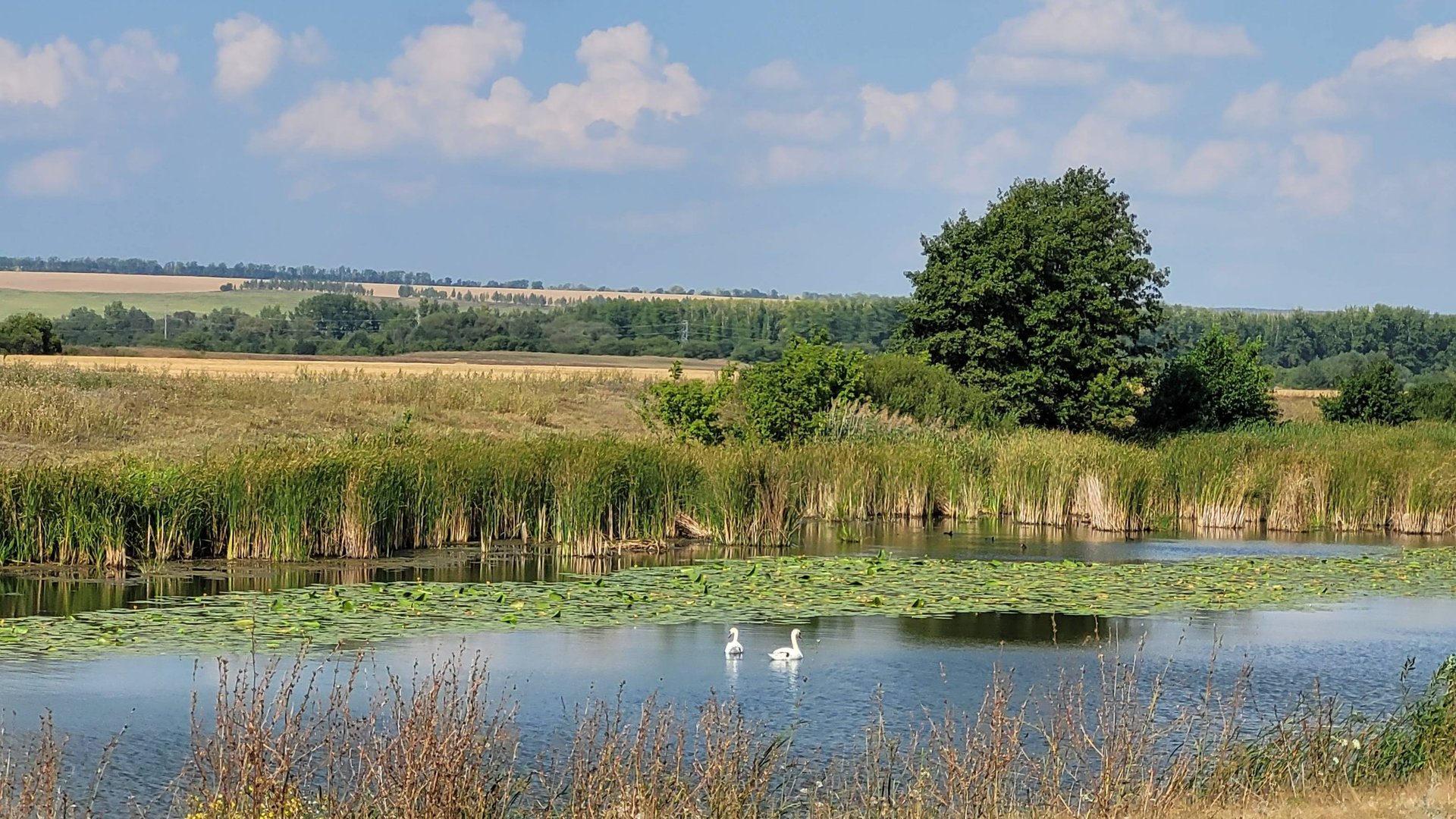 Лебеди и утки на местном пруду. Матьян г. Похвистнево. На заднем плане Красные Пески