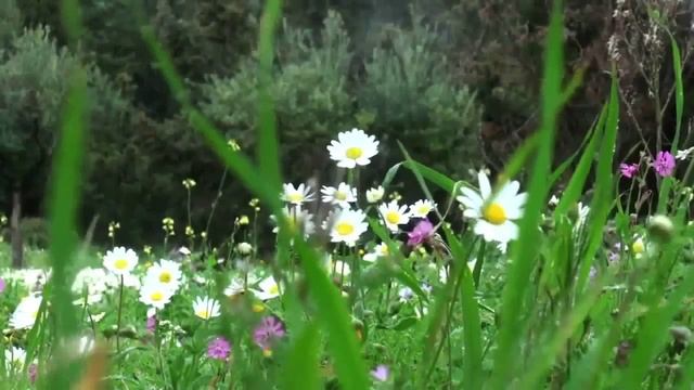 СНАЧАЛА БУДЕТ ЛЕТО (муз., сл. и исполнение Л.Горцуевой)